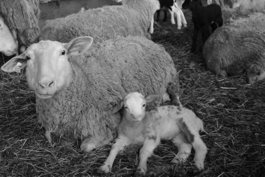 Visit - Valley Shepherd