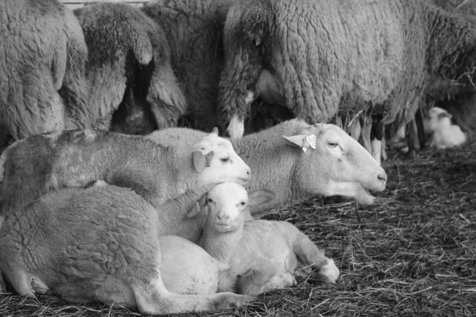 Visit - Valley Shepherd