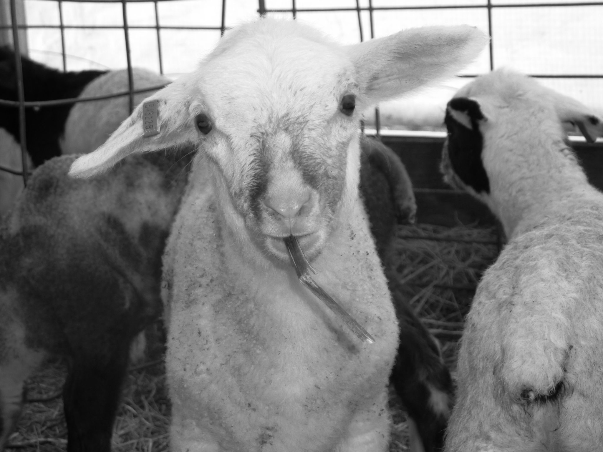 Visit - Valley Shepherd