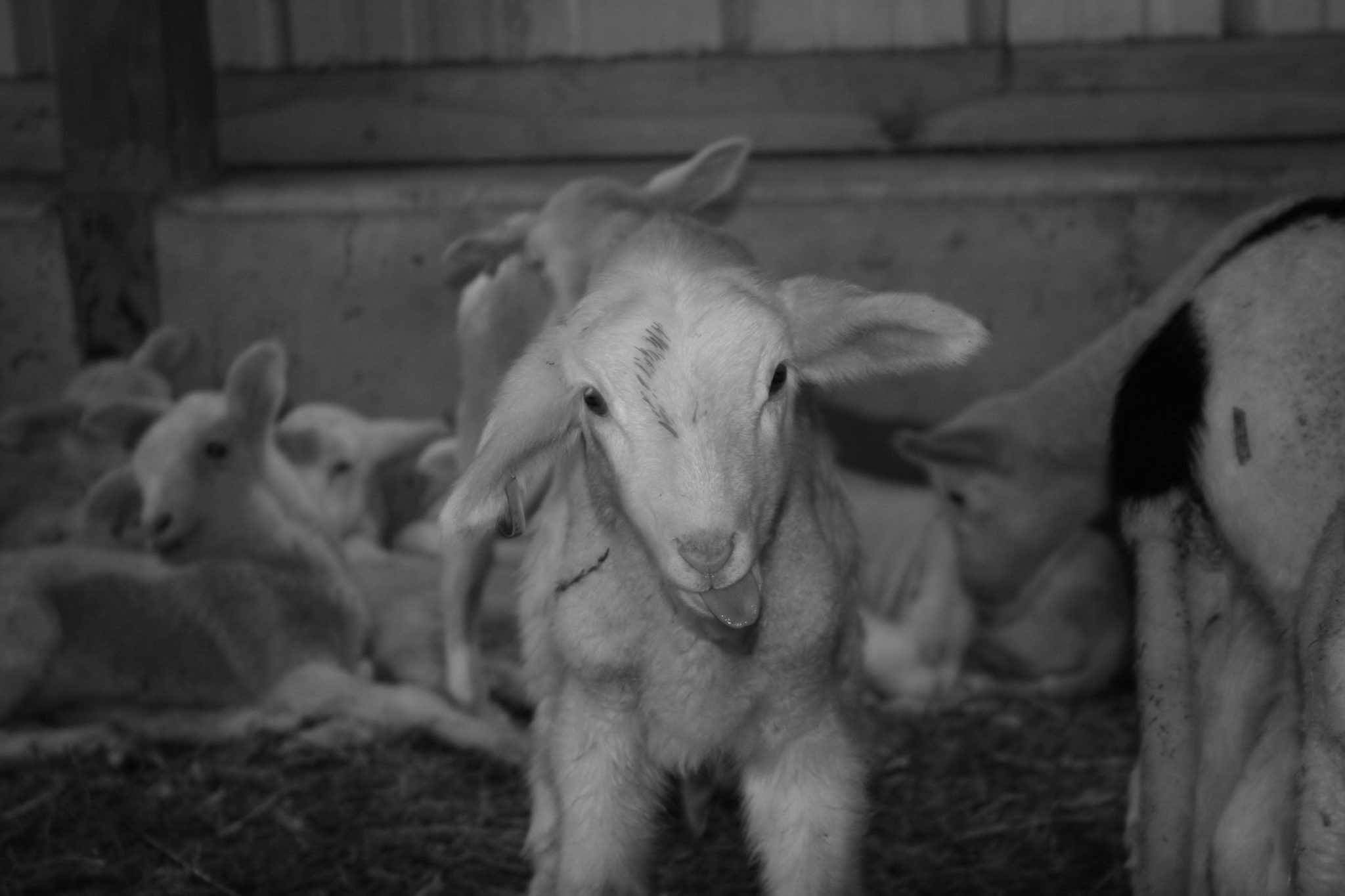 Visit - Valley Shepherd