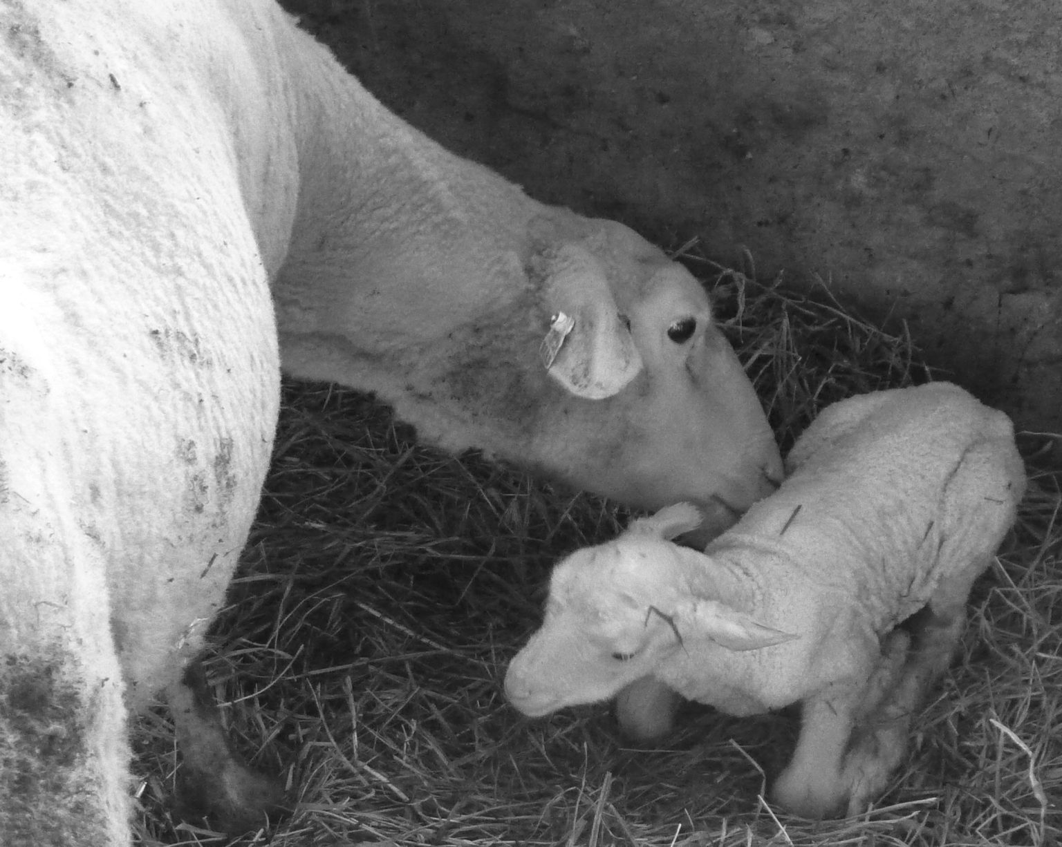 Visit - Valley Shepherd