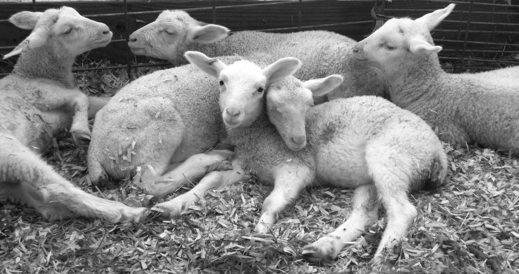 Visit - Valley Shepherd